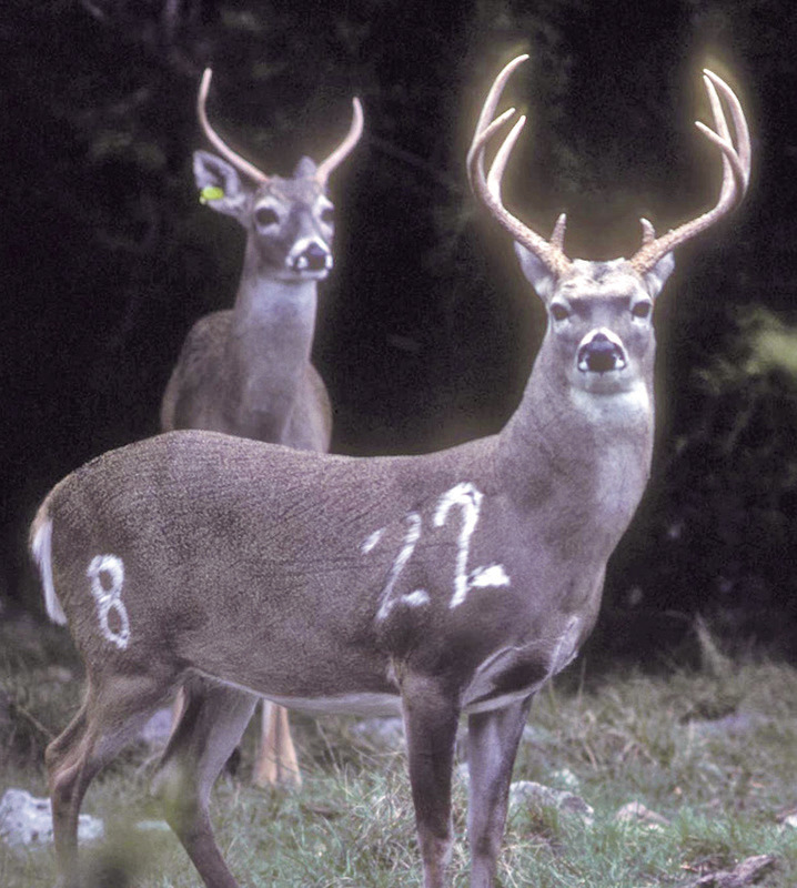 No CWD at Kerr after all | Mount Pleasant
